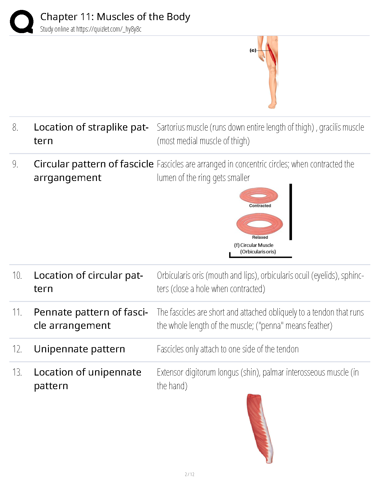 Anatomy & Physiology Chapter 11 Study Guide: Muscles of the Body ...